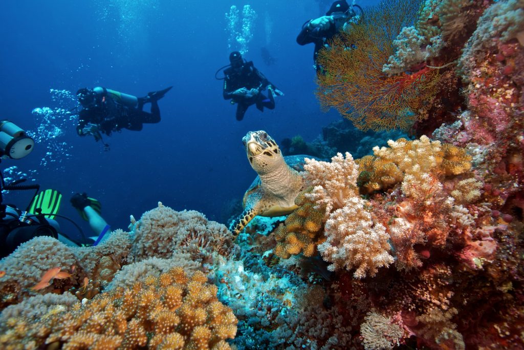 3 turtle and divers | RUSHKULT