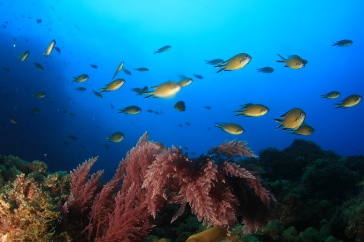 AZORES DAMSEL SHOAL ON ALGAE REEF | RUSHKULT