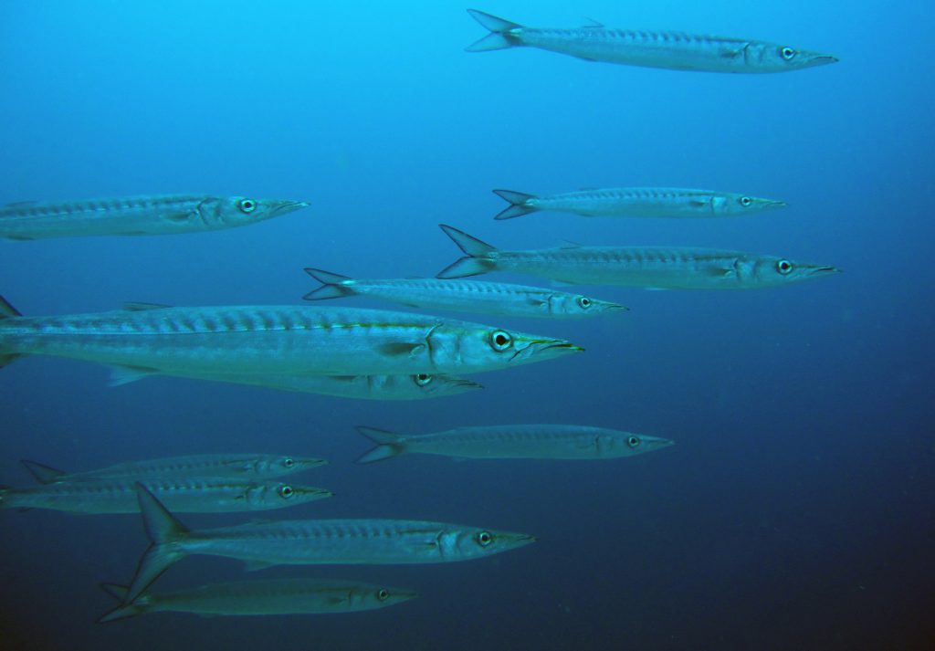 Barracuda 2 | RUSHKULT