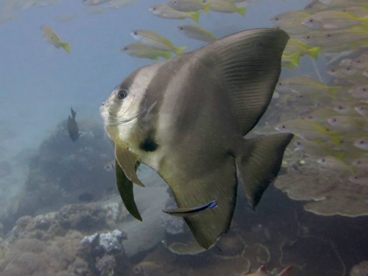 Batfish 2 | RUSHKULT