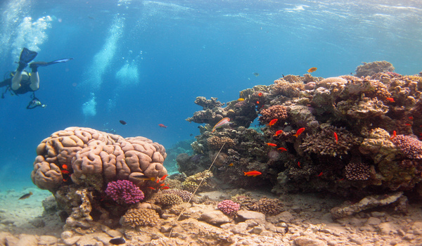 Explore coral reefs when diving Dahab | RUSHKULT