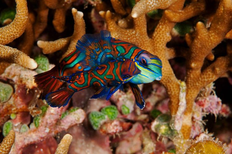 Mandarin fish couple 2 | RUSHKULT