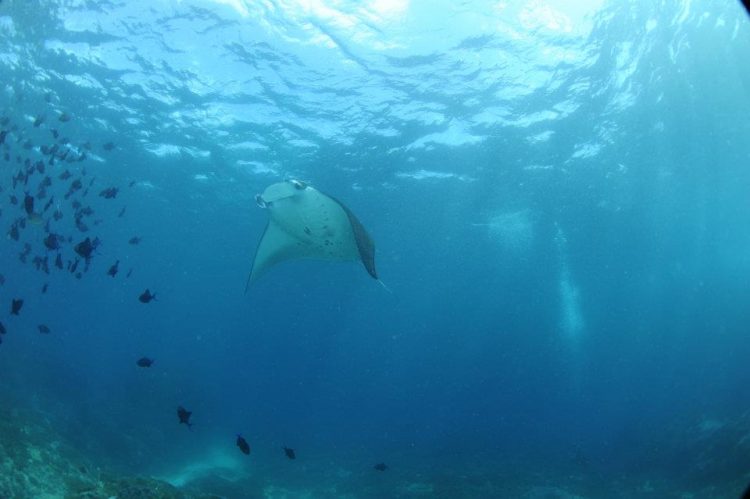 Manta Point Nusa Penida | RUSHKULT