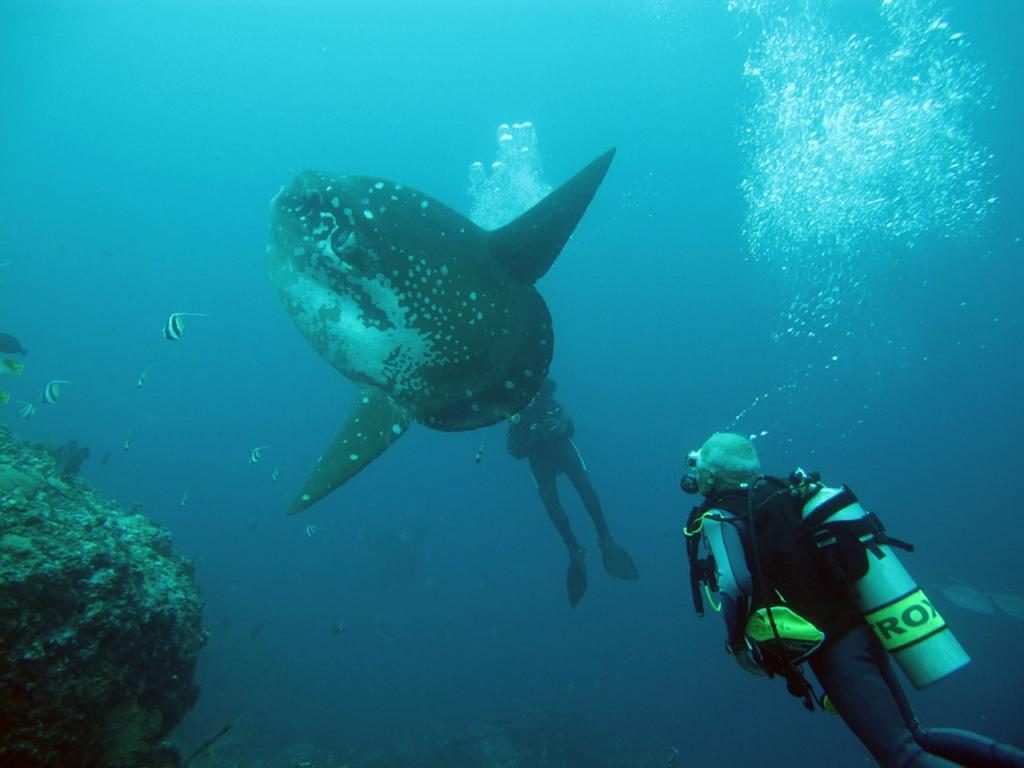 Mola mola blue corner bali | RUSHKULT