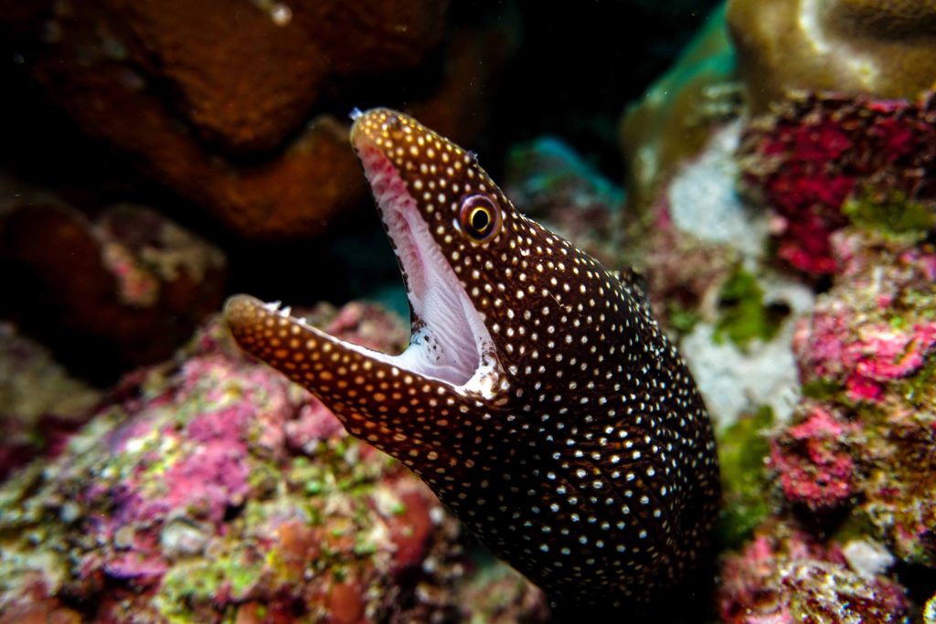 Morena on reef | RUSHKULT