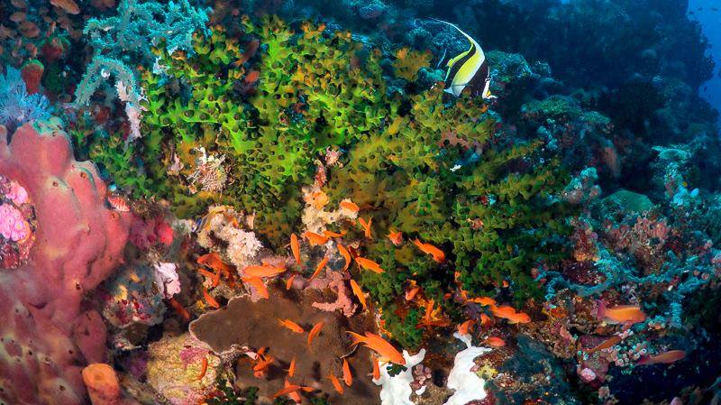 Puerto Galera Philippines 2 | RUSHKULT