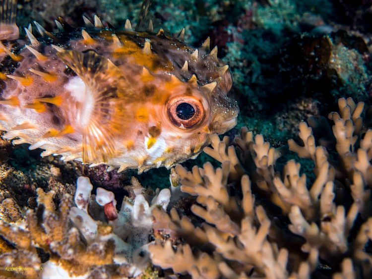 Puffer fish 2 | RUSHKULT