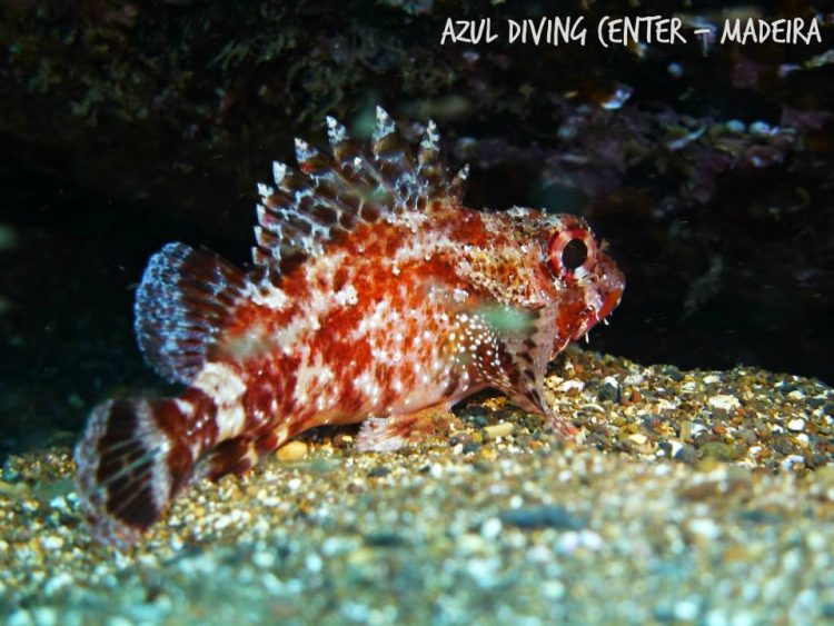 Red scrpionfish | RUSHKULT