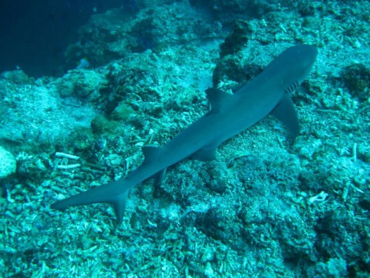 Shark at Apo Reef | RUSHKULT