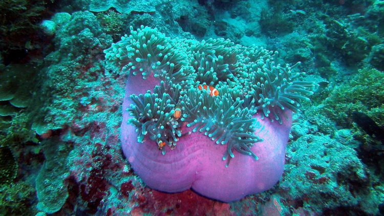 Sumilon scuba dive | RUSHKULT