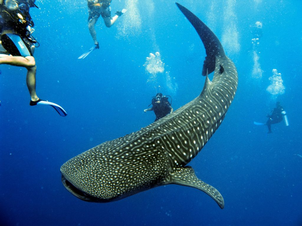 Whalesharks and divers | RUSHKULT