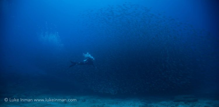 big ball of fish and tiny diver | RUSHKULT