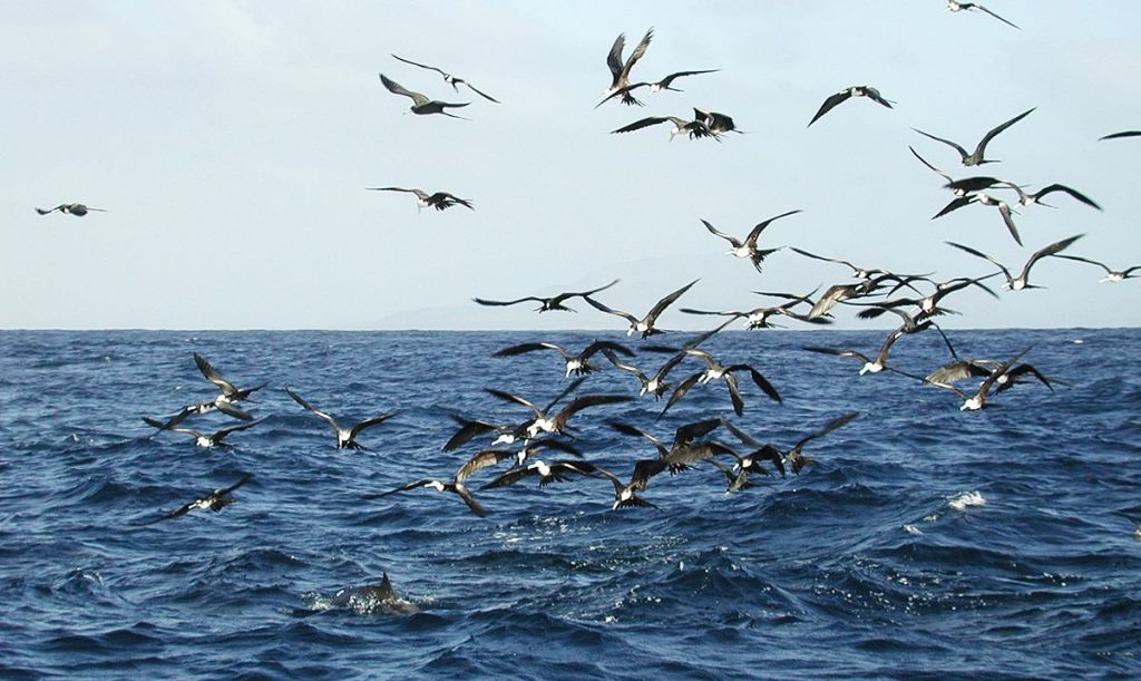 bird circeling bait ball | RUSHKULT