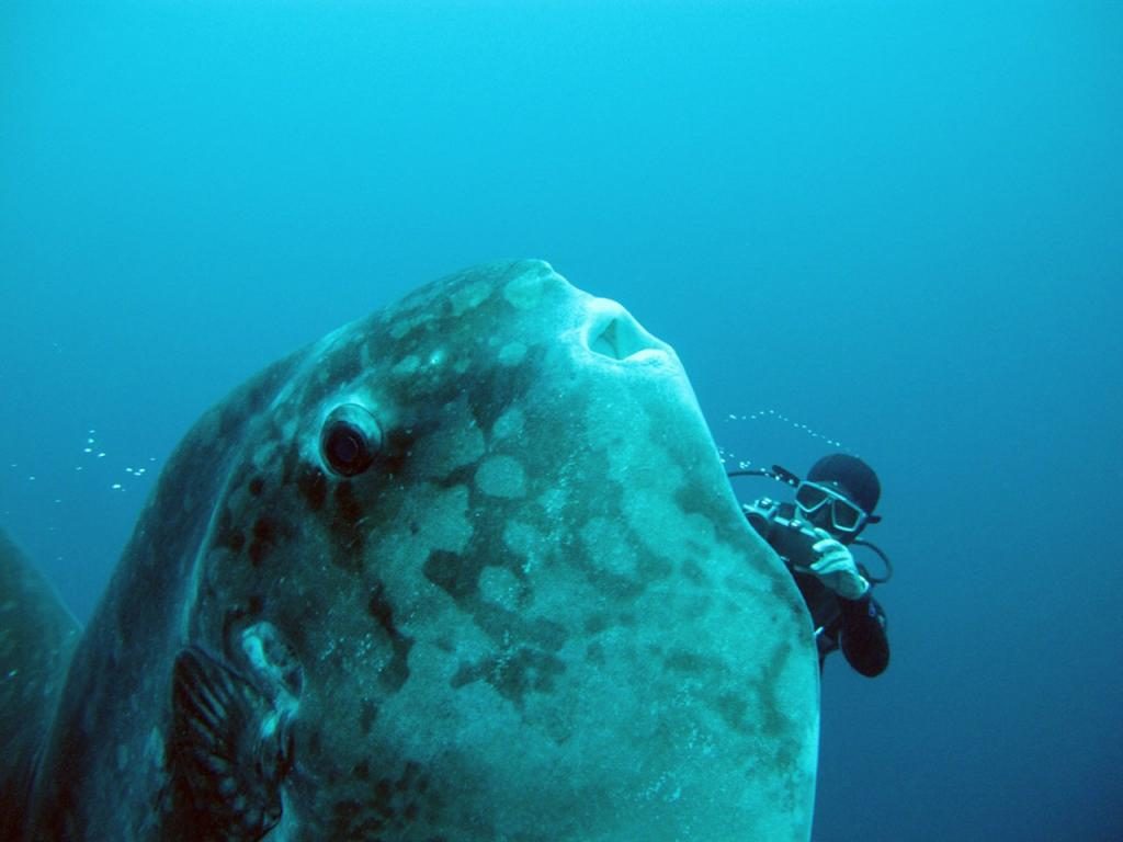 When is The Best Time to Dive with Mola Mola in Bali? | RUSHKULT