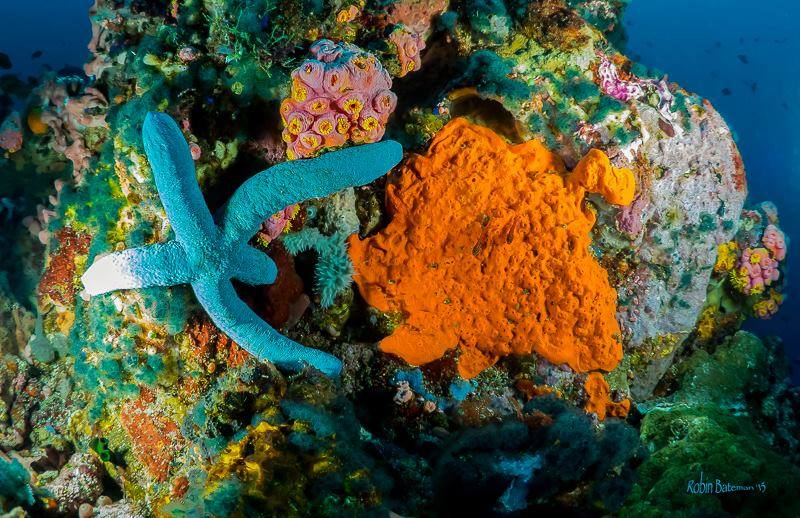 blue sea star 2 | RUSHKULT