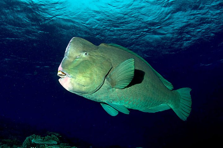 bumphead parrotfish 2 | RUSHKULT