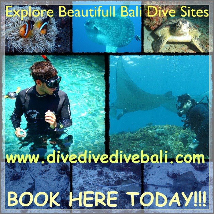 dive bali 2 | RUSHKULT