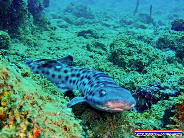 epilauteshark | RUSHKULT