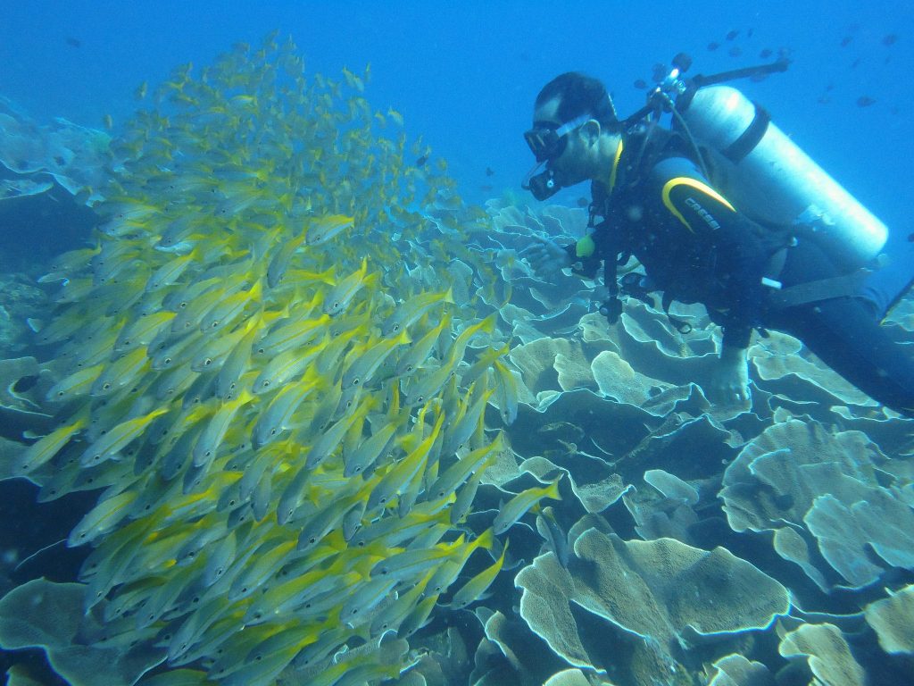 fish condo palawan | RUSHKULT
