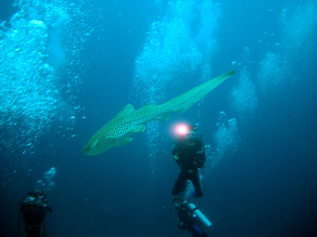 leopardshark divers | RUSHKULT