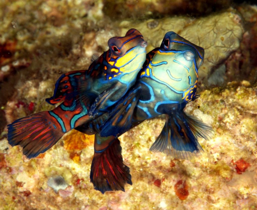 manderin fishes | RUSHKULT