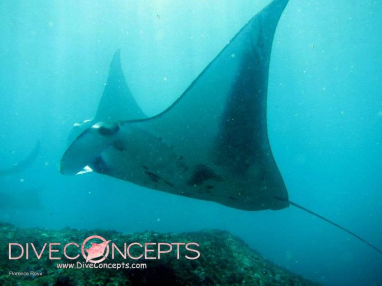 mantaray bali | RUSHKULT