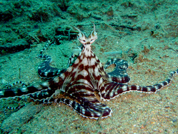 mimic octo 2 | RUSHKULT