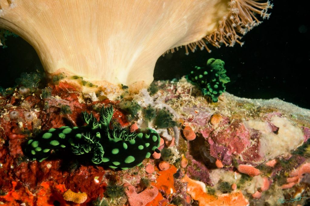 nudibranch 2 | RUSHKULT