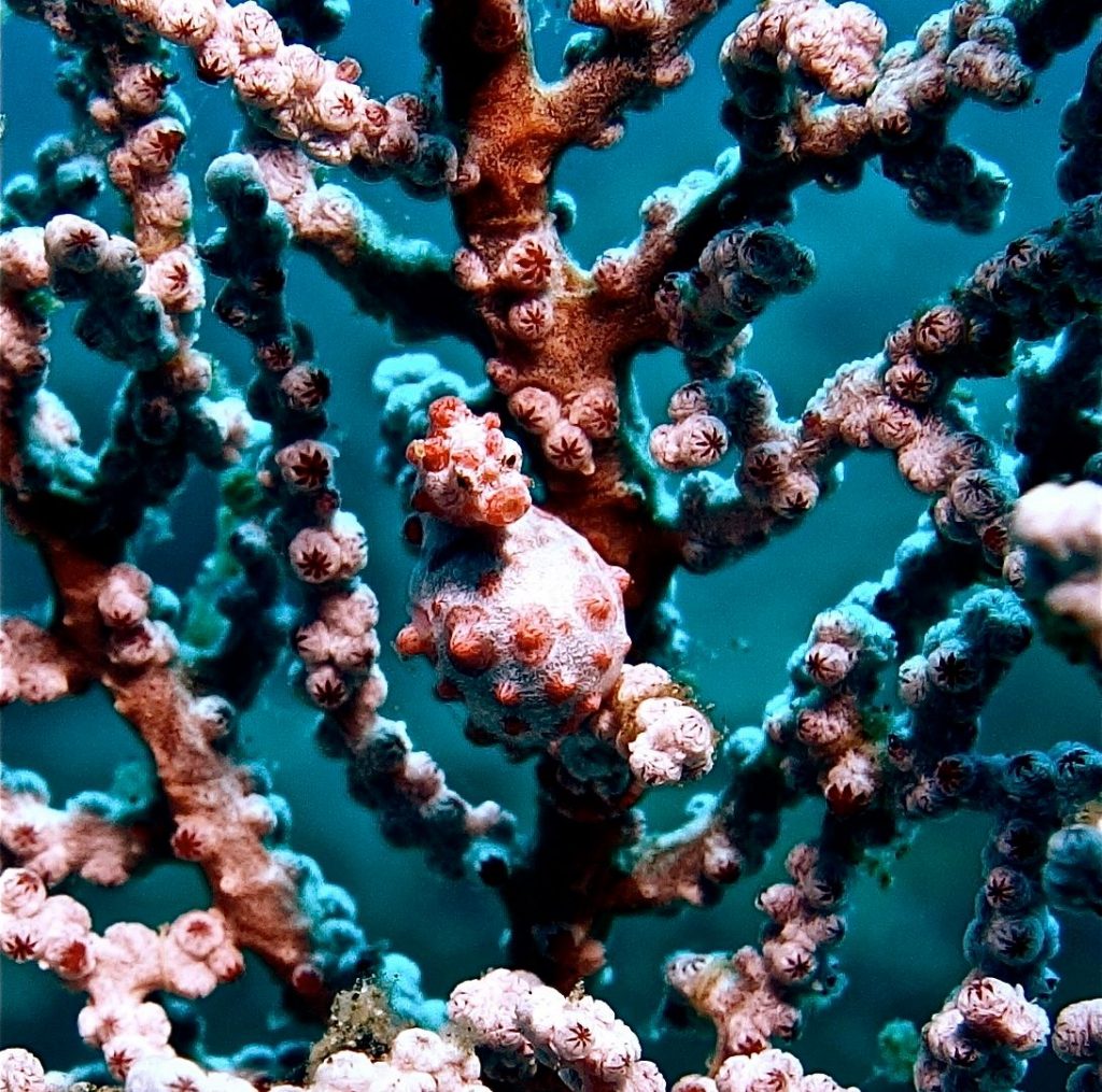 pygmy seahorse | RUSHKULT