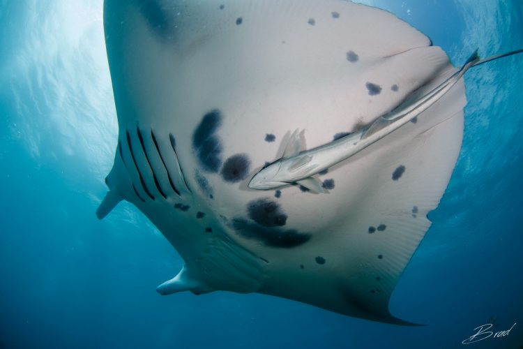 ramoray on manta | RUSHKULT