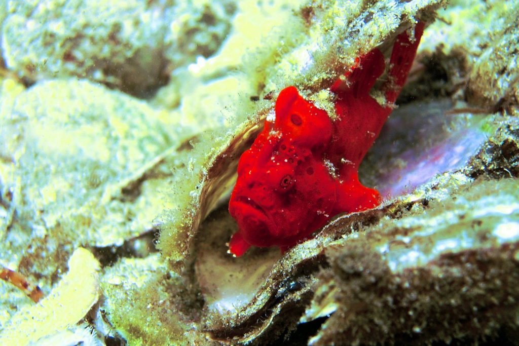 red frogfish Mozambique | RUSHKULT
