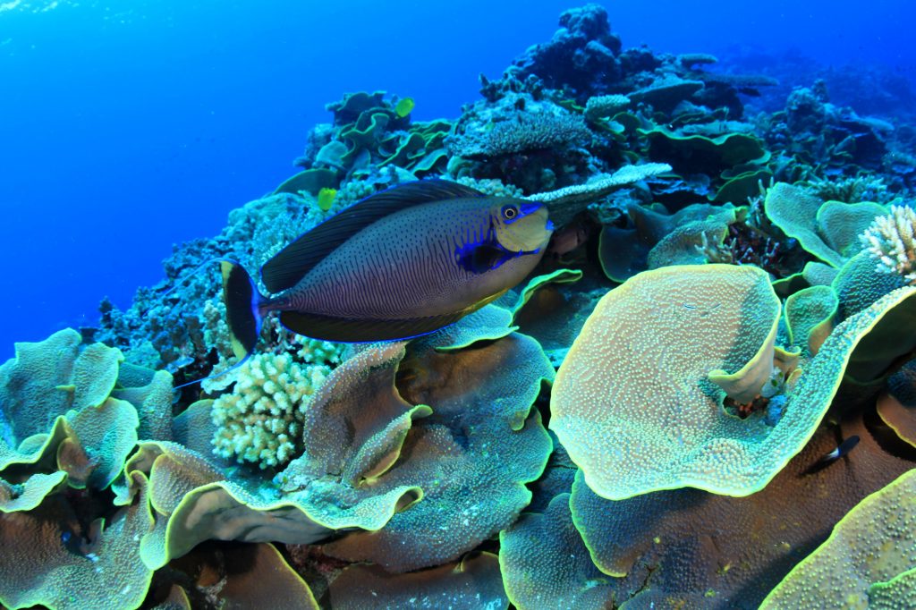 reef fish palau | RUSHKULT