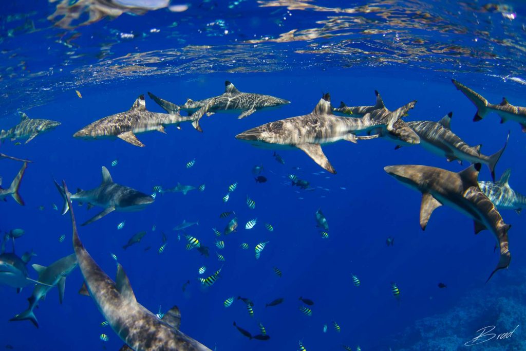 school of sharks | RUSHKULT