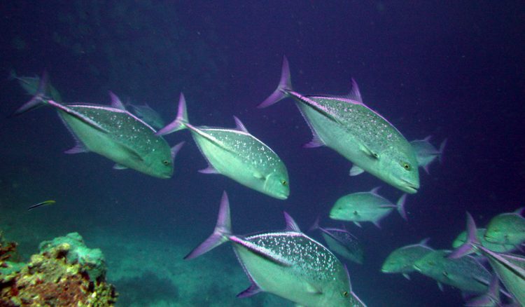 scuba dive Sumilon | RUSHKULT