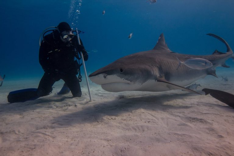 Dive Tiger Beach in the Bahamas for the Ultimate Scuba Rush | RUSHKULT
