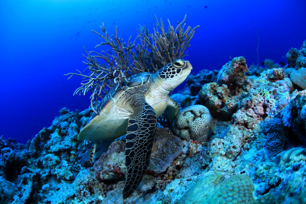 turtle palau | RUSHKULT