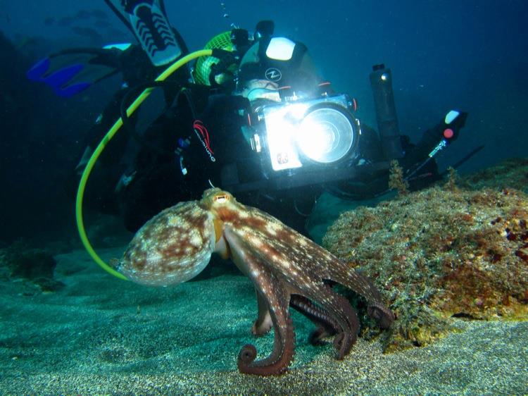 underwater photo azores | RUSHKULT