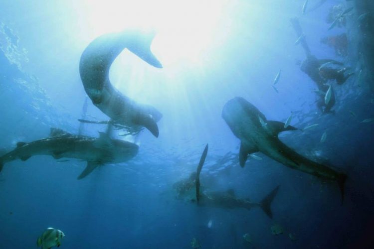 whale sharks 2 | RUSHKULT