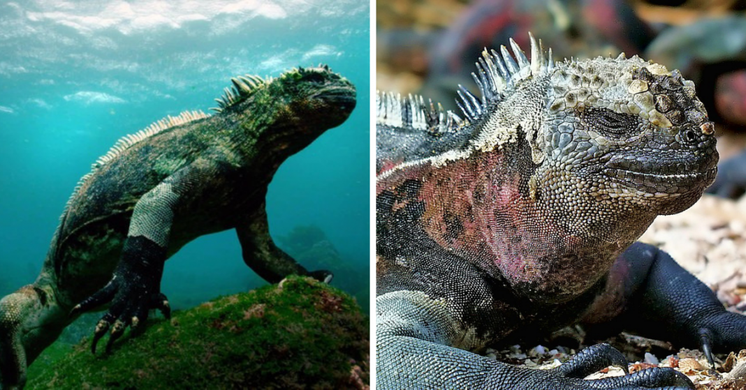 Imagine Scuba Diving in Galapagos Among These Awesome Species | RUSHKULT